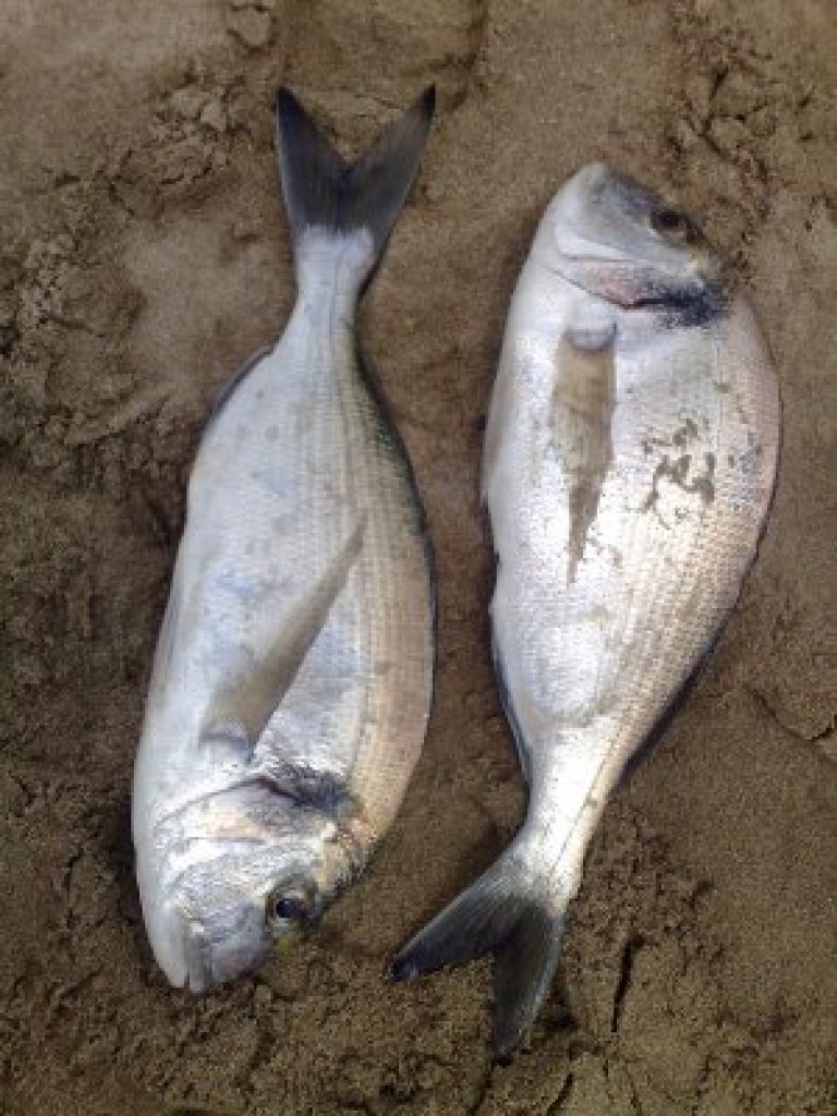 Peche dorade en mai | Pêche en Méditerranée
