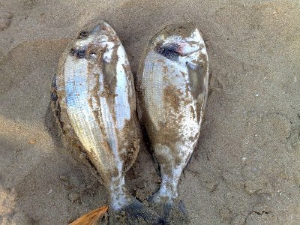 Dorade royale | Pêche en Méditerranée