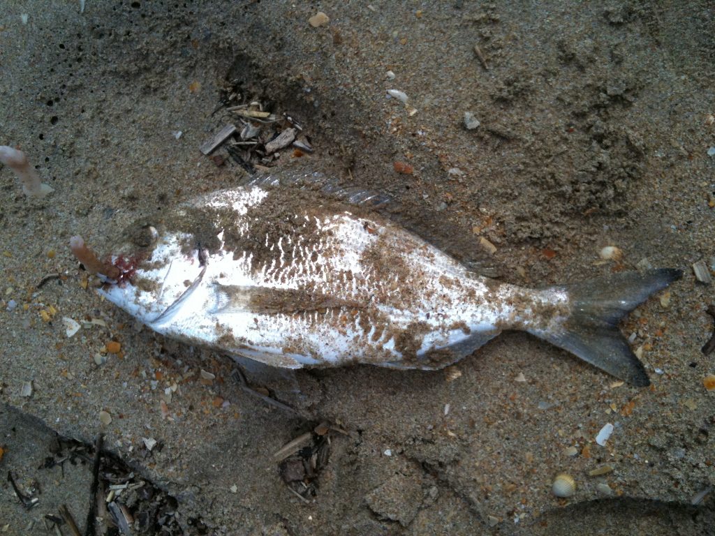 Dorades du mois d'aout | Pêche en Méditerranée