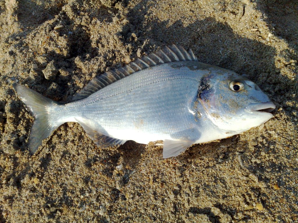 Pêche dorade royale a Sete | Pêche en Méditerranée